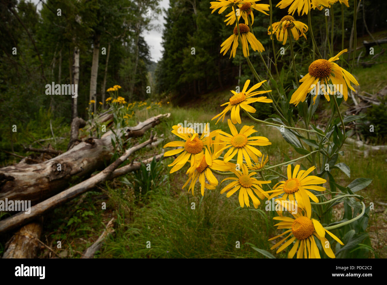 Wildflowers, sneezeweed, grow on Mount Graham, a Sky Island, Pinaleno ...