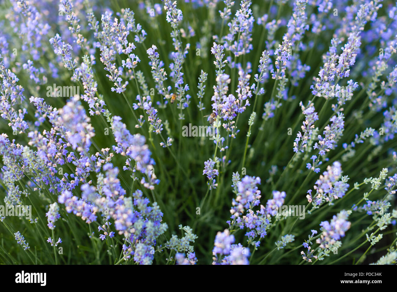 Beautiful purple lavender flowers hi-res stock photography and images ...
