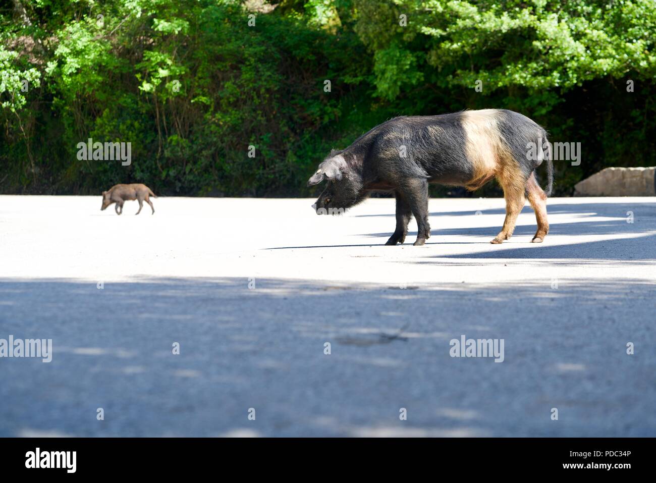 wild pig in the sunshine, piglet in the background Stock Photo - Alamy