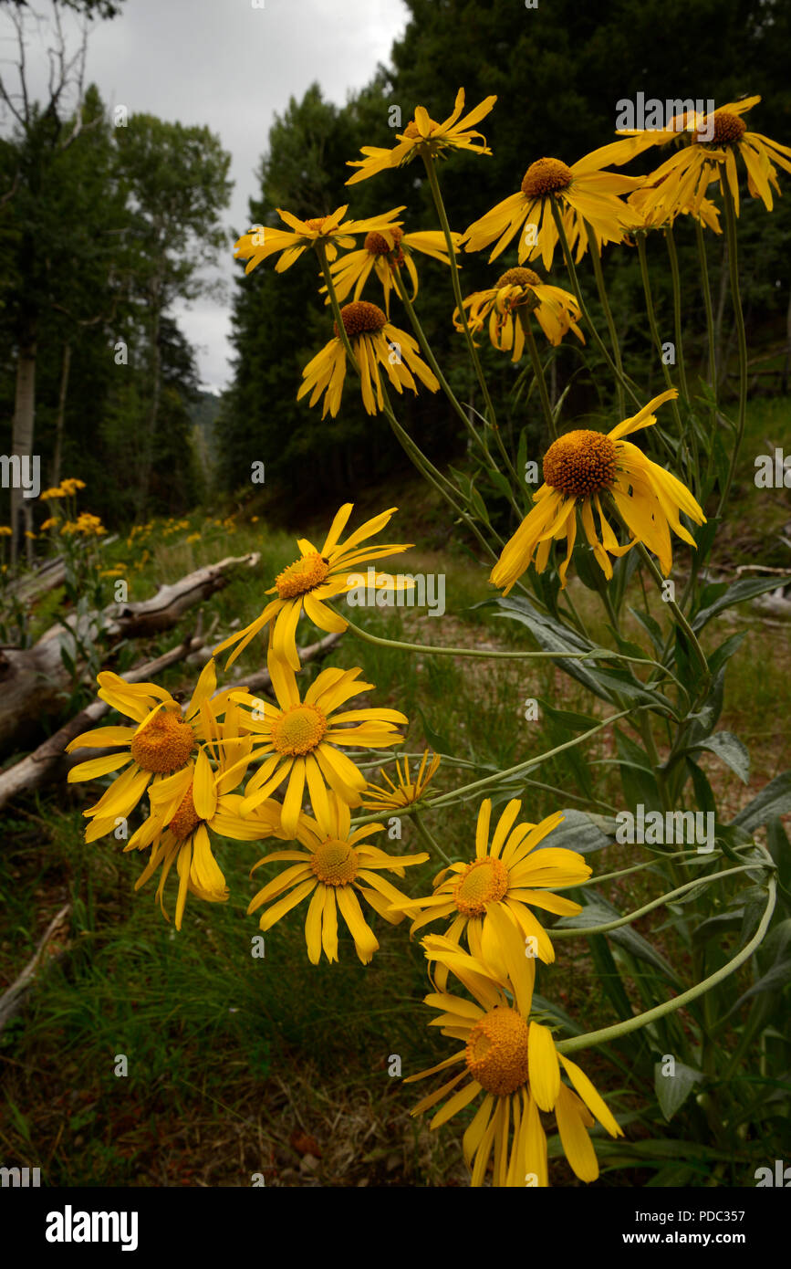 Wildflowers, sneezeweed, grow on Mount Graham, a Sky Island, Pinaleno ...