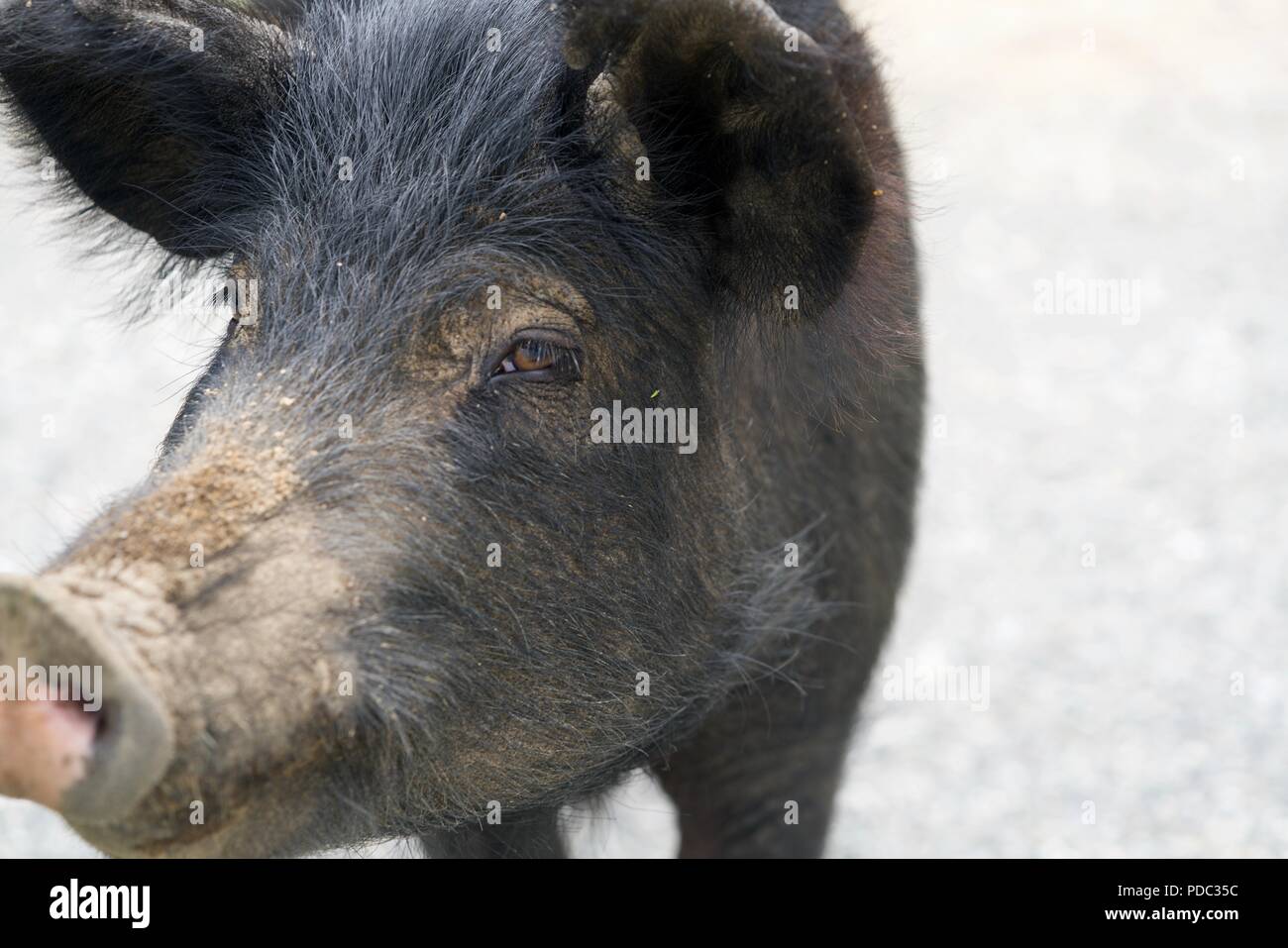 Boar boars hi-res stock photography and images - Alamy