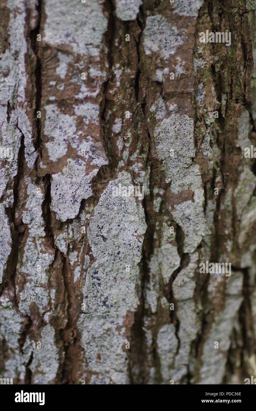 Alder Tree Trunk Natural Background (Alnus glutinosa). Dawlish Warren ...