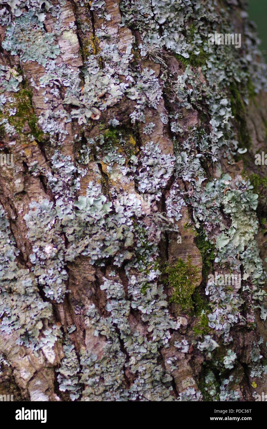 Mature Alder Tree High Resolution Stock Photography and Images - Alamy