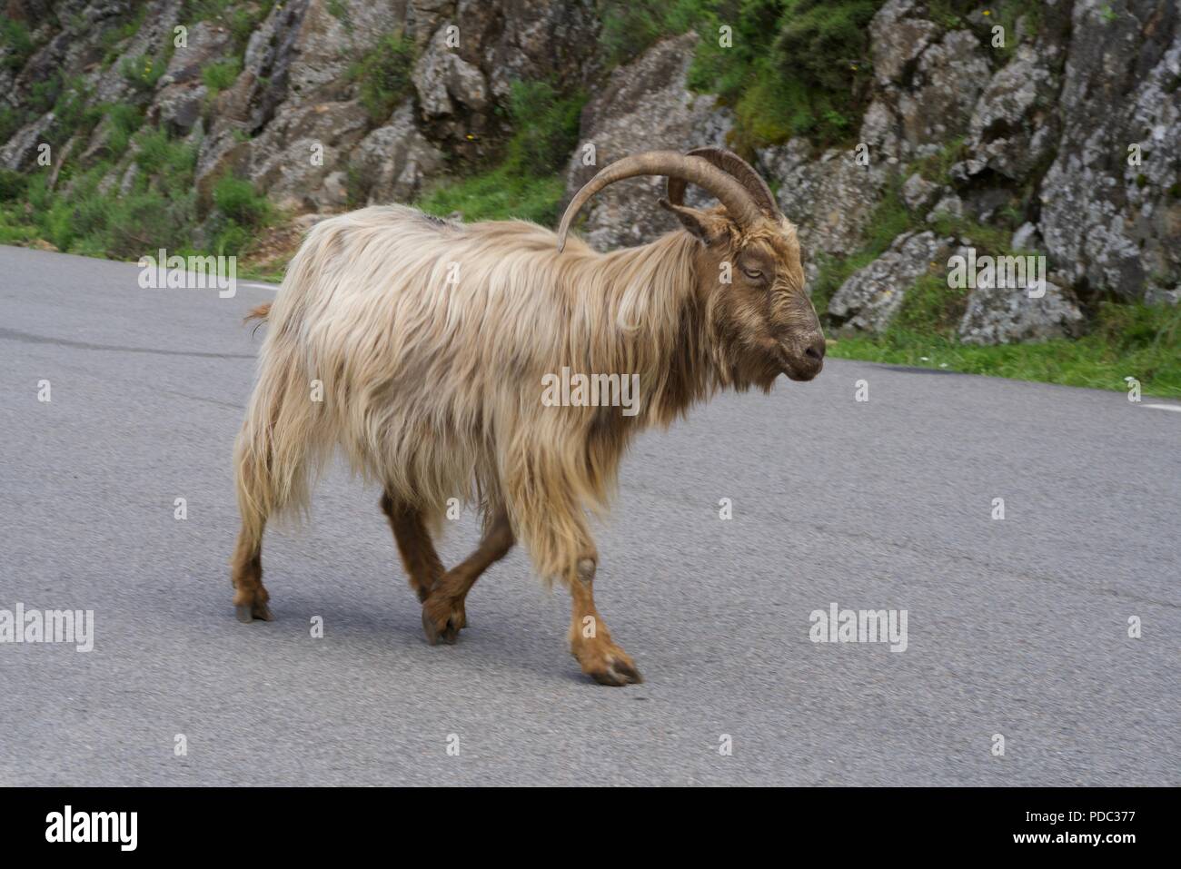 Corsica Goat Stock Photos & Corsica Goat Stock Images - Alamy