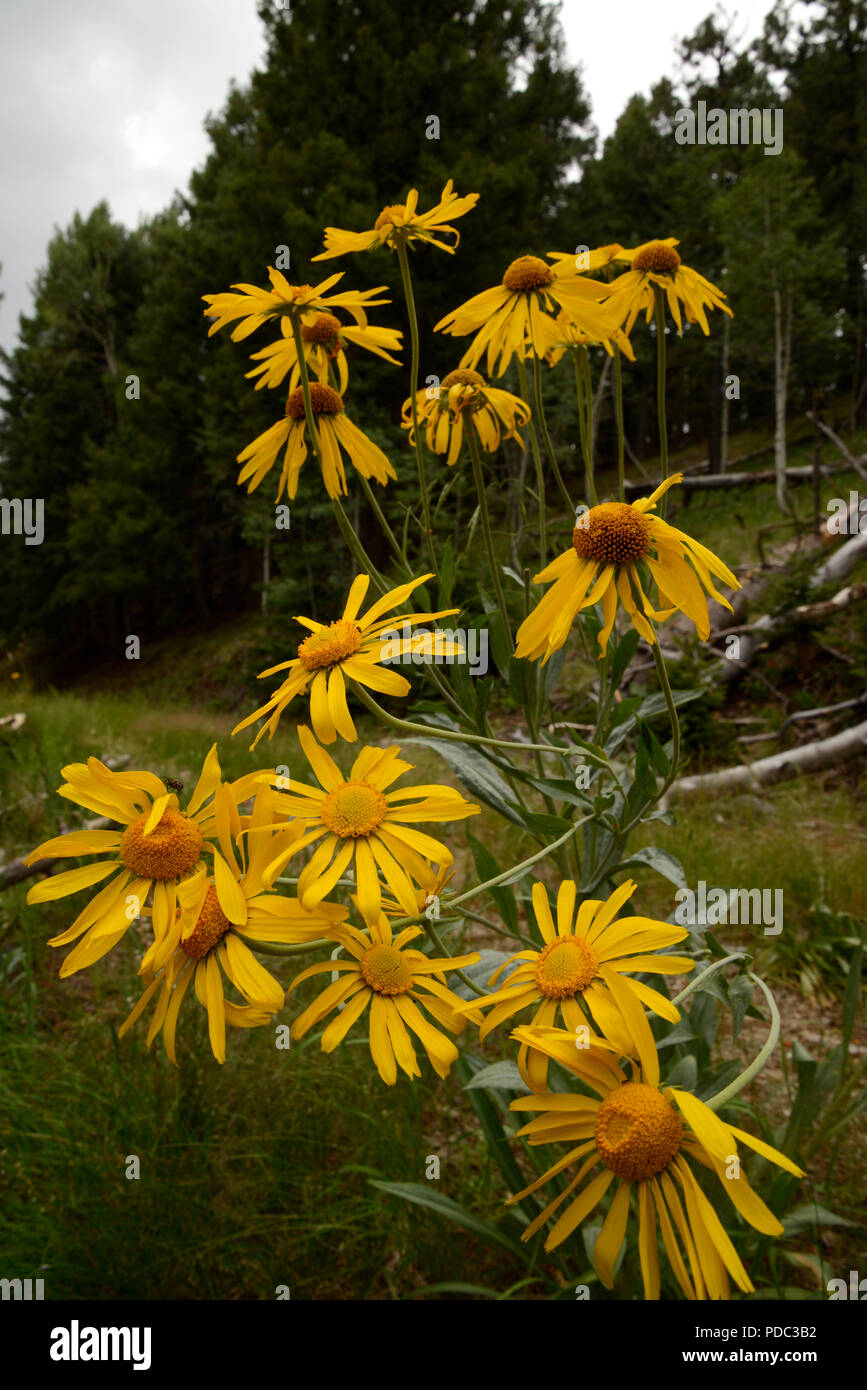 Wildflowers, sneezeweed, grow on Mount Graham, a Sky Island, Pinaleno ...