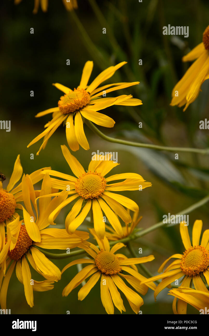 Islands wildflowers yellow hi-res stock photography and images - Alamy
