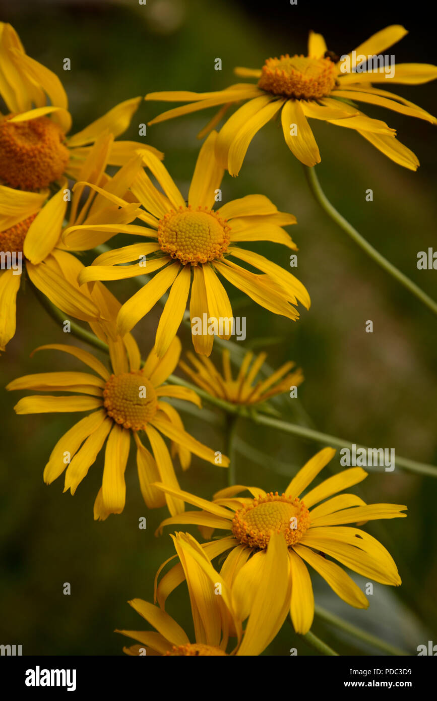 Wildflowers, sneezeweed, grow on Mount Graham, a Sky Island, Pinaleno ...