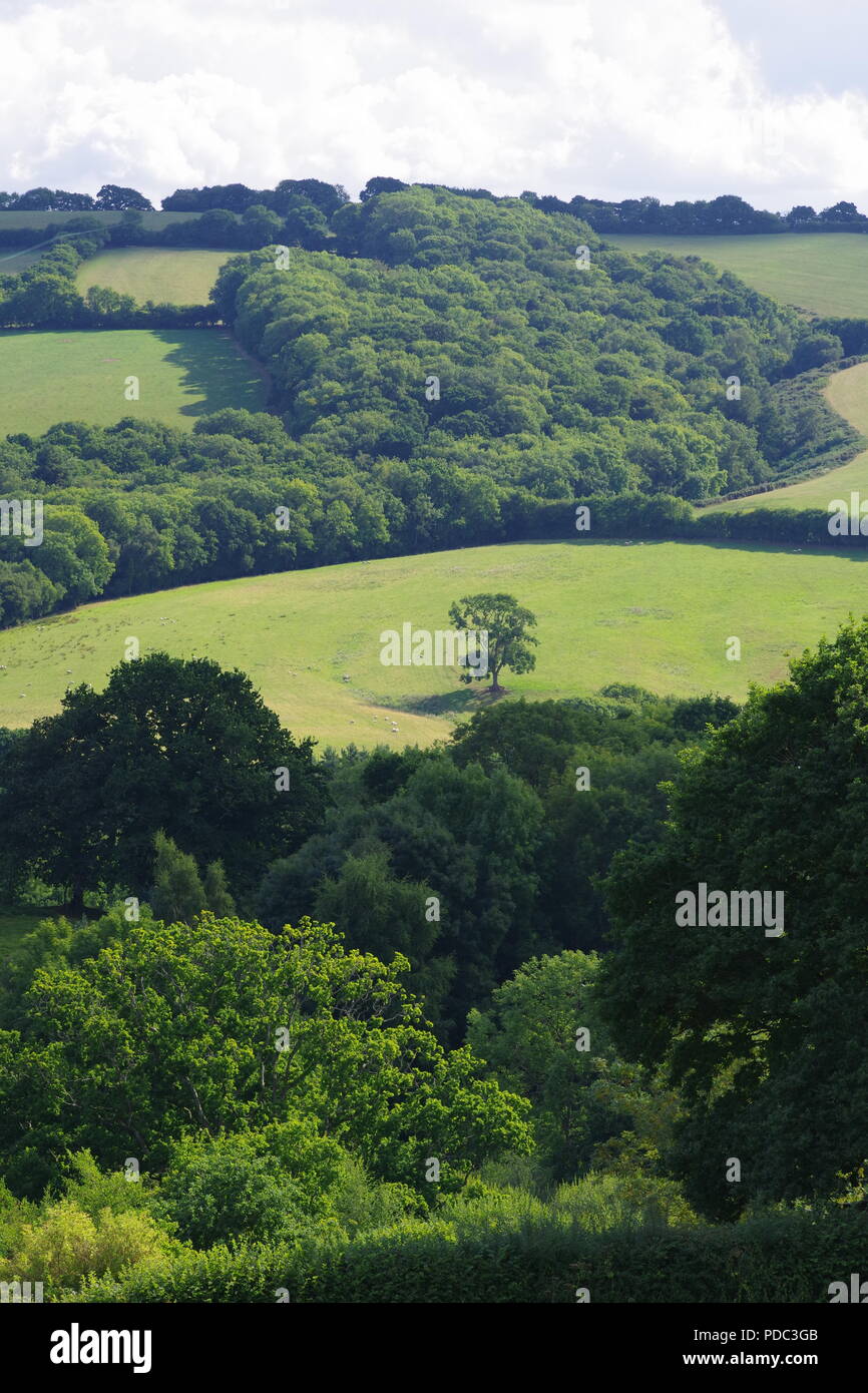 Rolling Devon Farmland. Green Patchwork Landscape of Pasture and ...