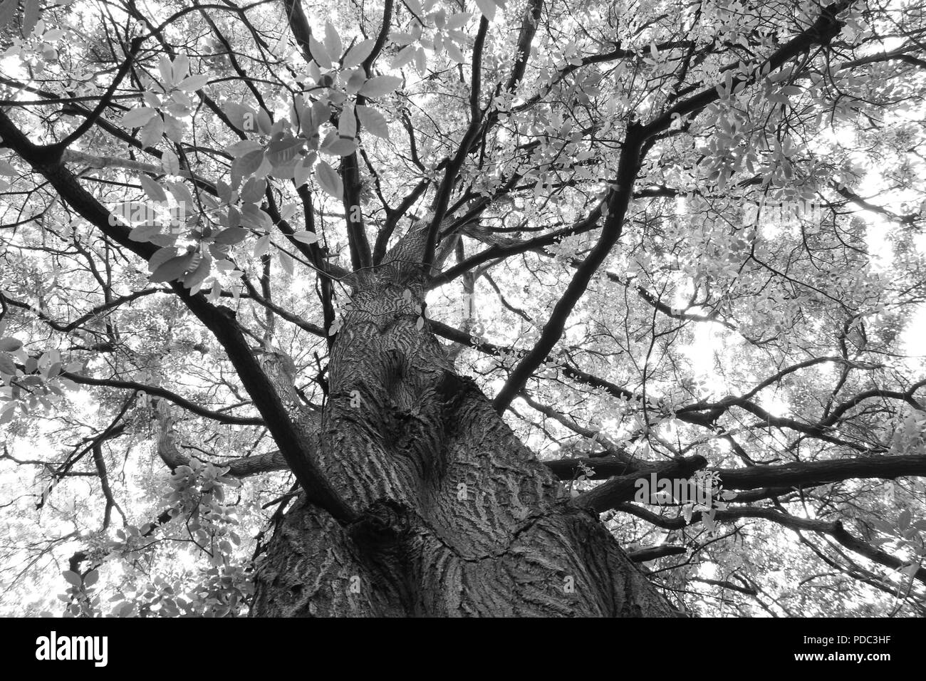 Black and White Tree Stock Photo - Alamy