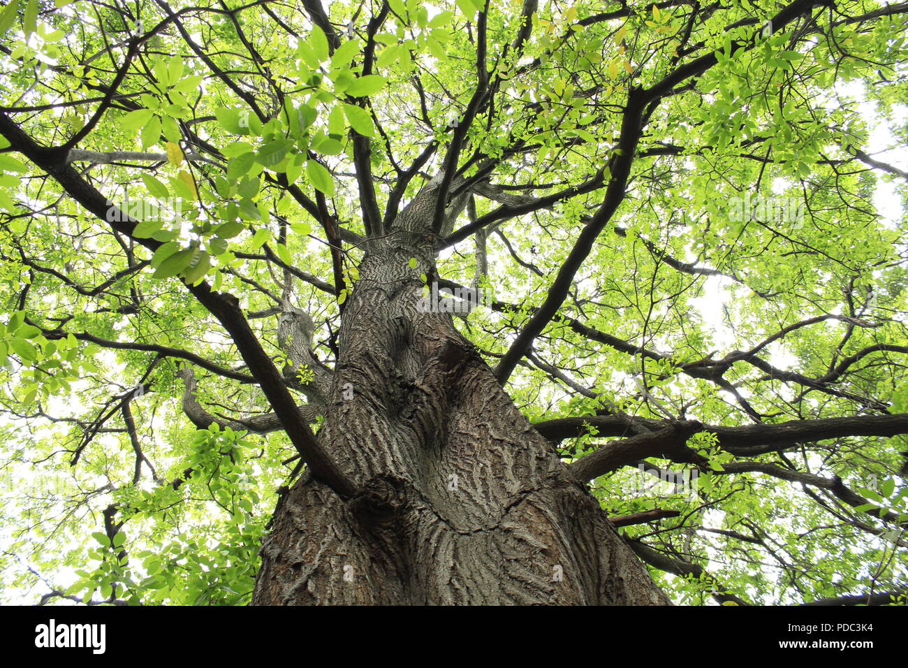 Fractal of branches hi-res stock photography and images - Alamy