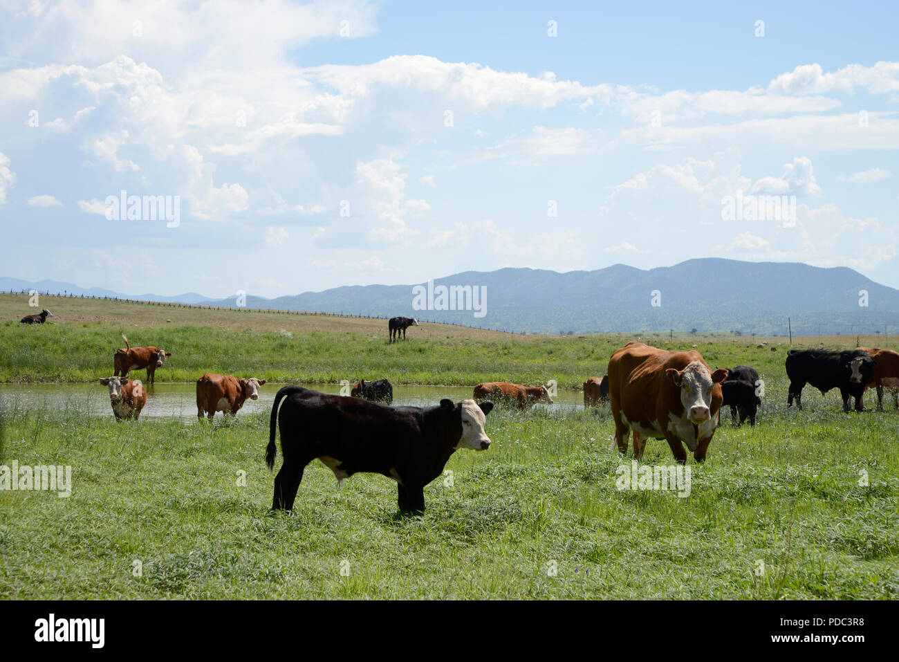Cattle graze along the border fence at the U.S./Mexico border east of ...