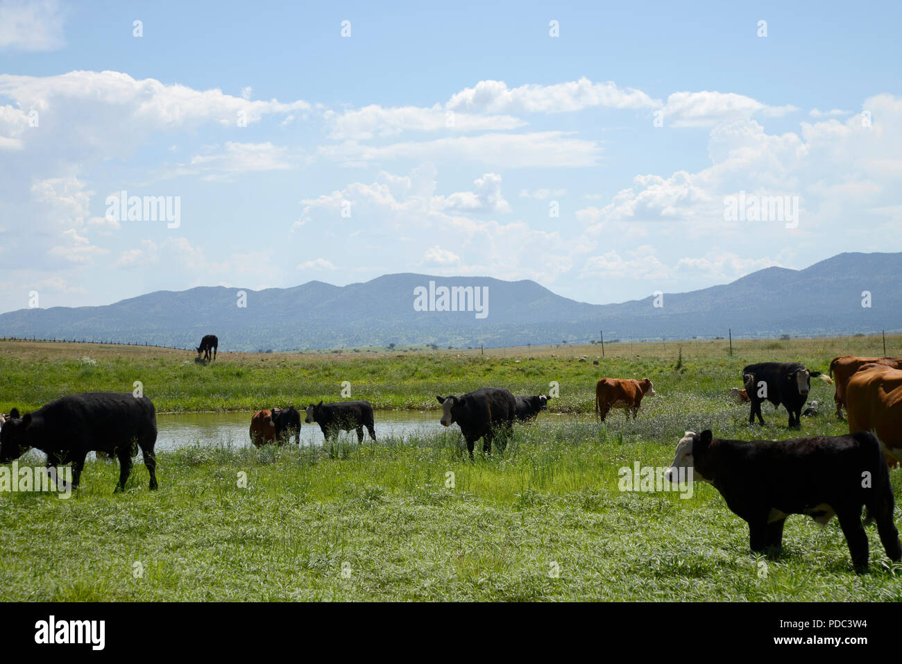 Cattle graze along the border fence at the U.S./Mexico border east of ...