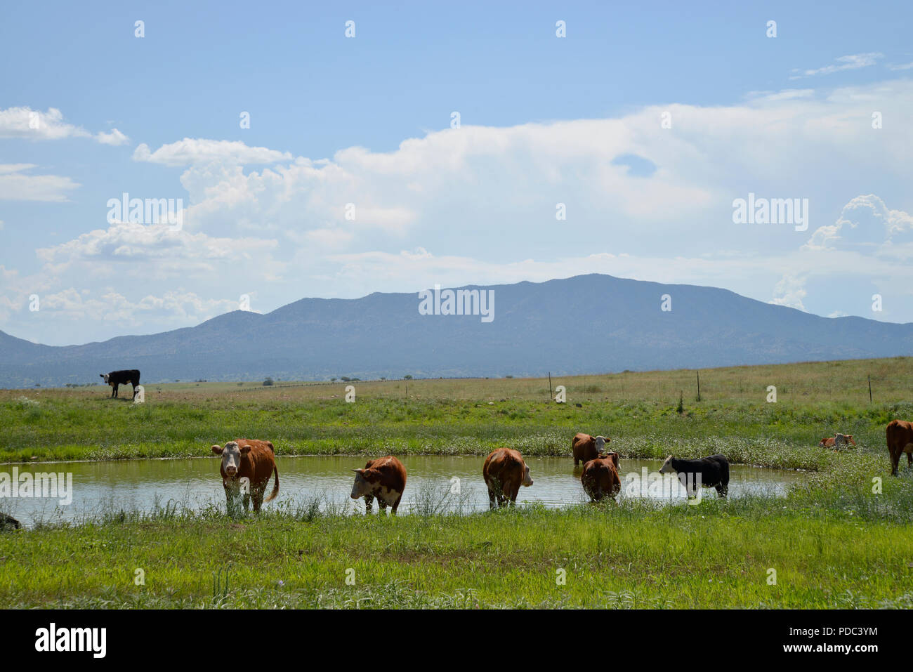 Cattle graze along the border fence at the U.S./Mexico border east of ...