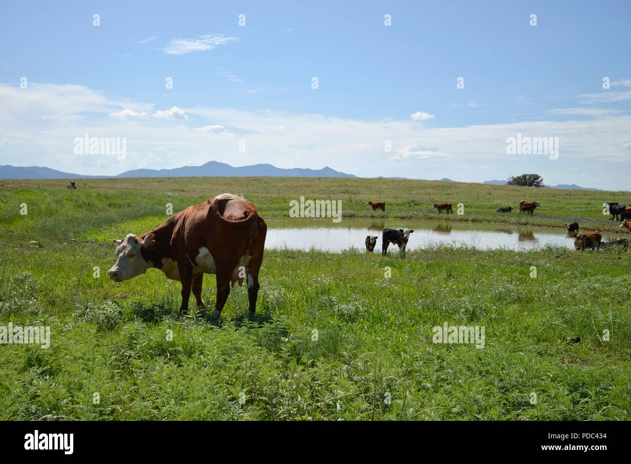 Cattle graze along the border fence at the U.S./Mexico border east of ...