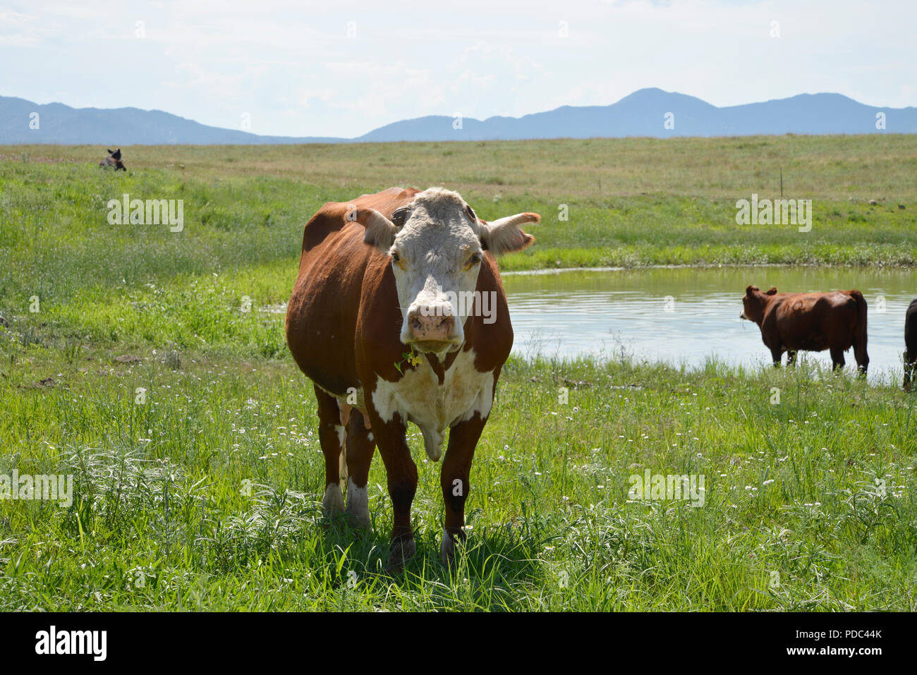 Cattle graze along the border fence at the U.S./Mexico border east of ...