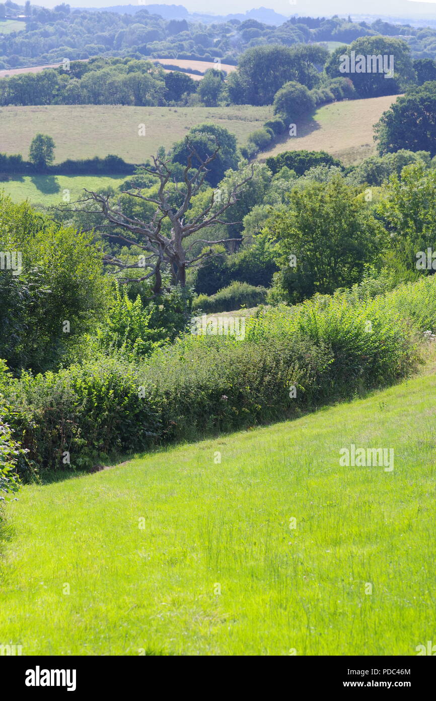 Dead Gnarly Tree Among Vibrant Rolling Devon Farmland. Green Patchwork ...