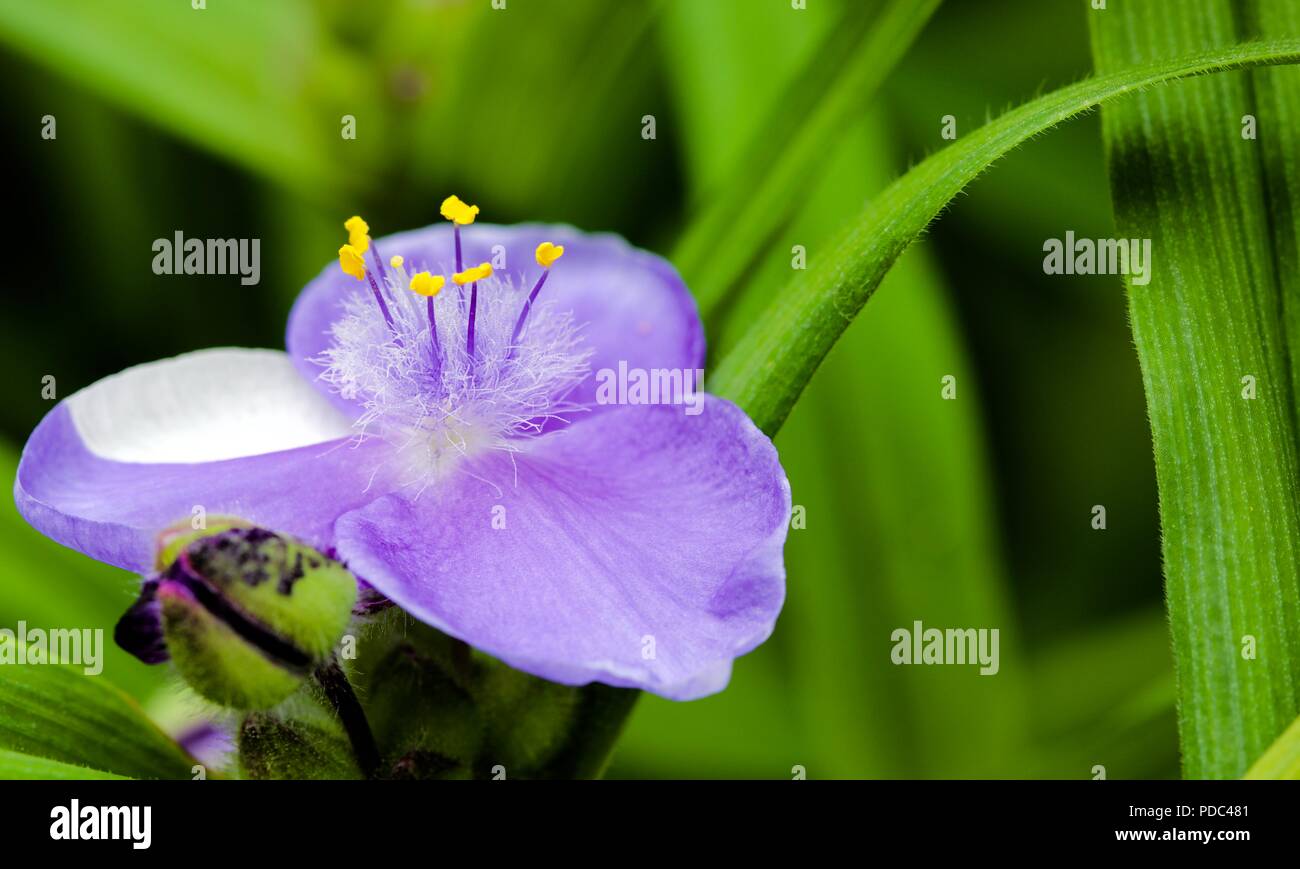 Tradescantia known by the common name spiderwort Stock Photo - Alamy