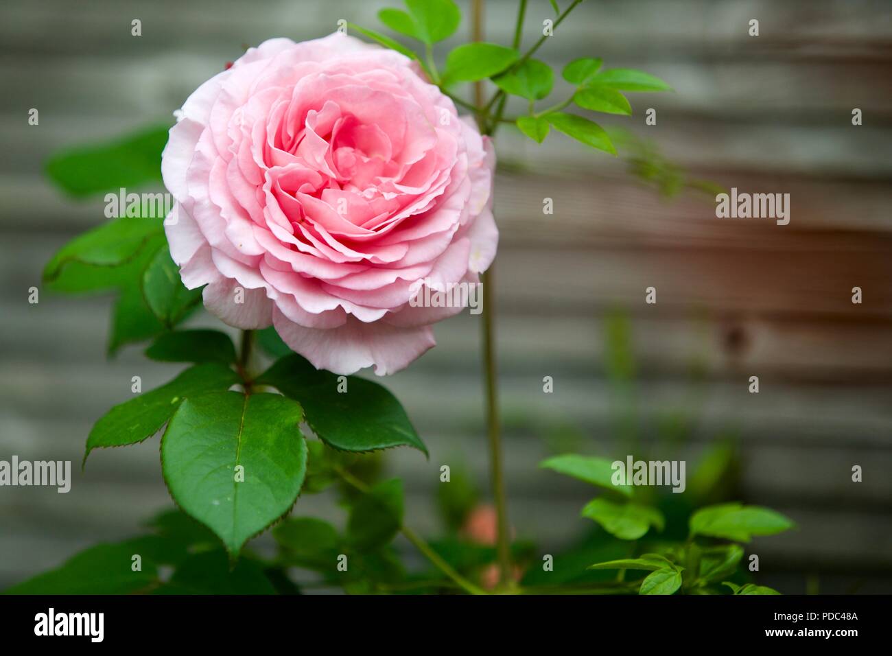 James Galway (Auscrystal) - English Climbing Rose Stock Photo - Alamy