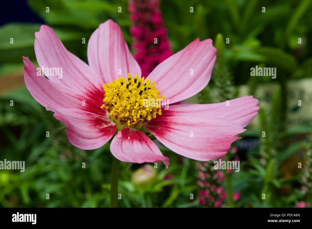 Cosmos daisy blooms hi-res stock photography and images - Alamy
