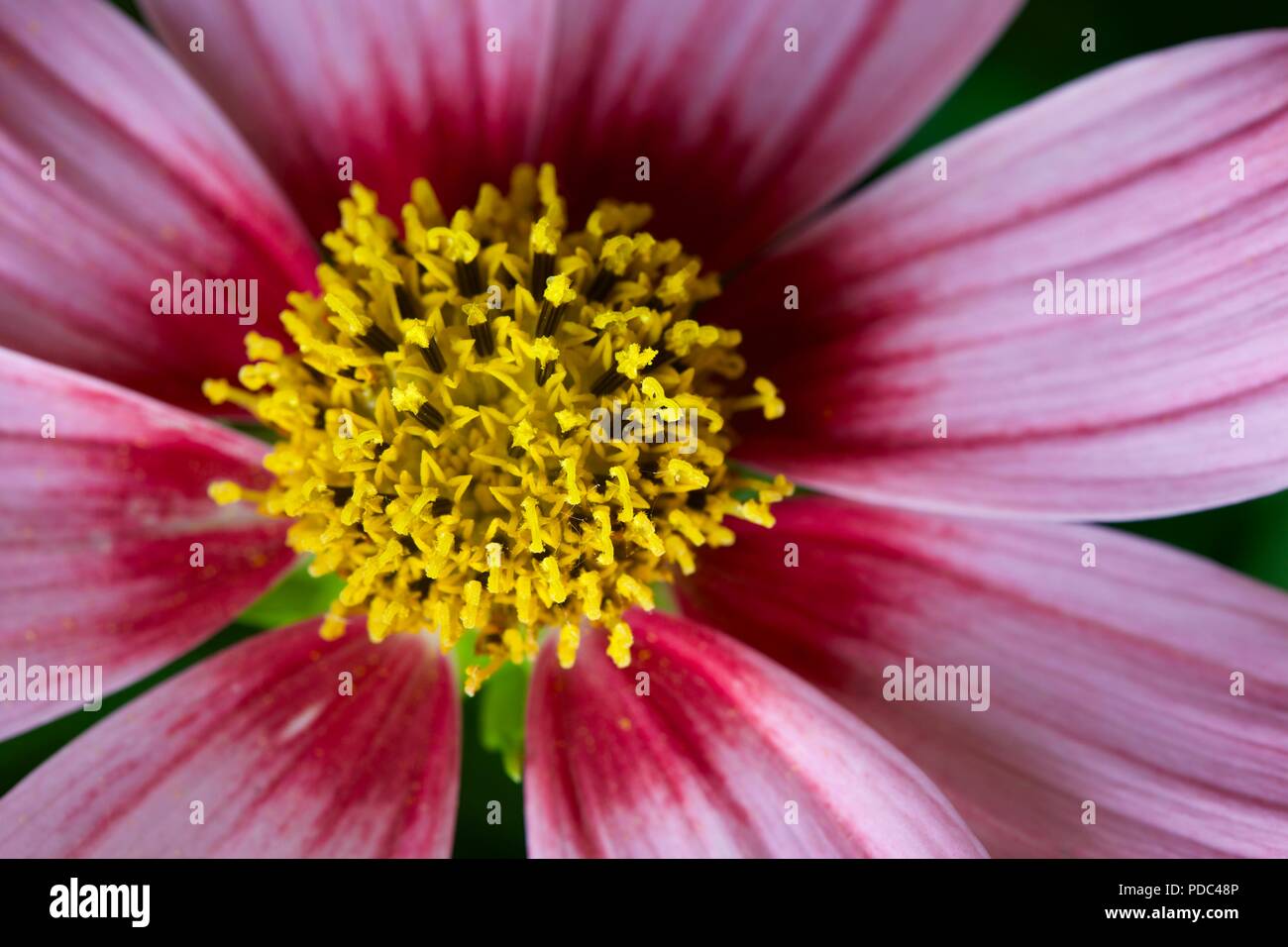 Asteraceae florets hi-res stock photography and images - Alamy