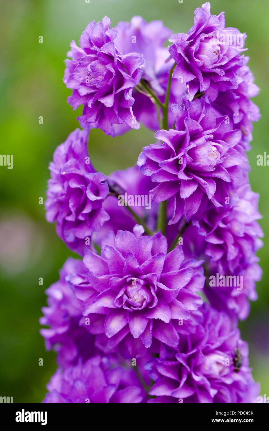 Delphinium 'Highlander Bolero' Stock Photo - Alamy