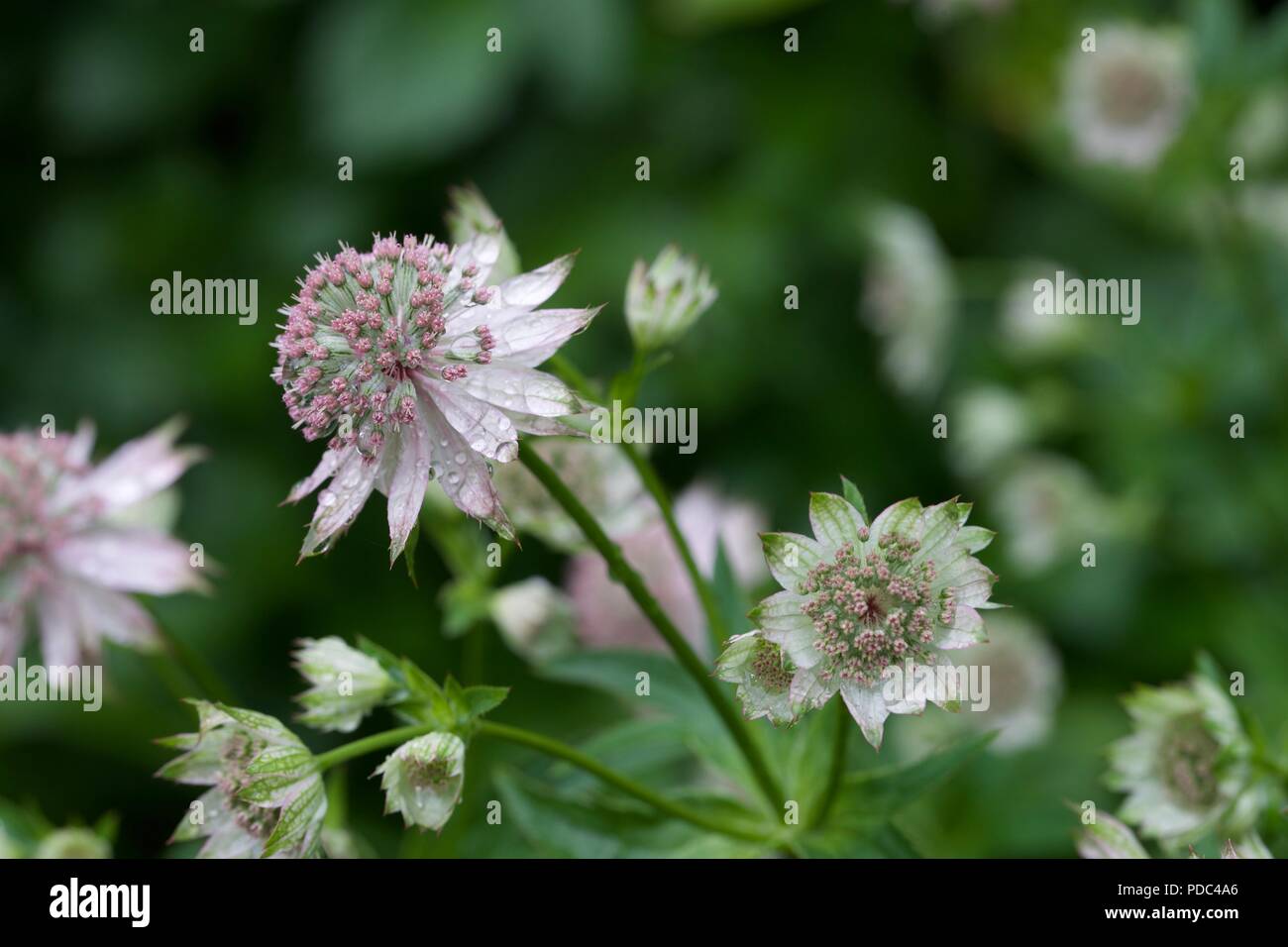 Astrantia major greater masterwort Stock Photo - Alamy