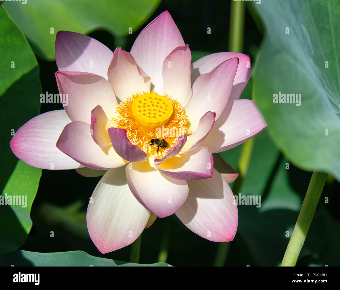 Lotus Flower With Bee Stock Photo - Alamy