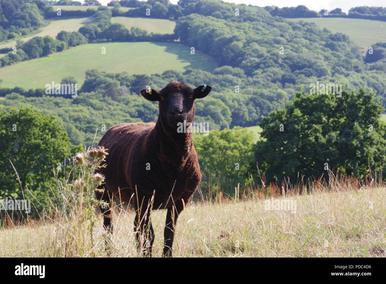 Black Sheep in a Pasture Field with Rolling Wooded Devon Farmland ...