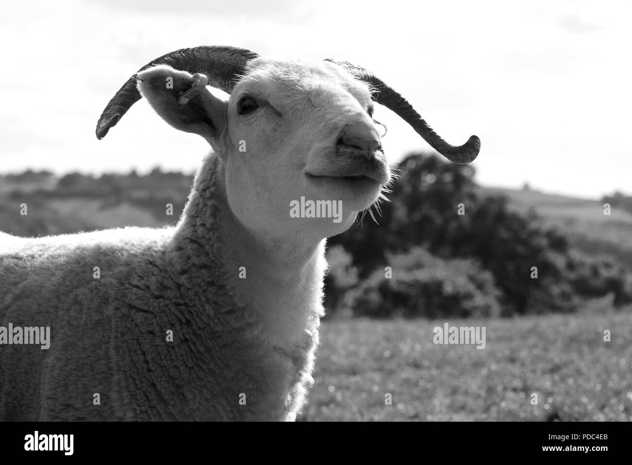 Black and White, Horned Sheep in a Devon Pasture Field. Whitestone ...