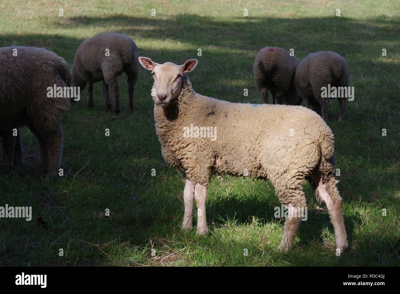 White Sheep in a Devon Pasture Field. Whitestone, Exeter, Devon, UK ...