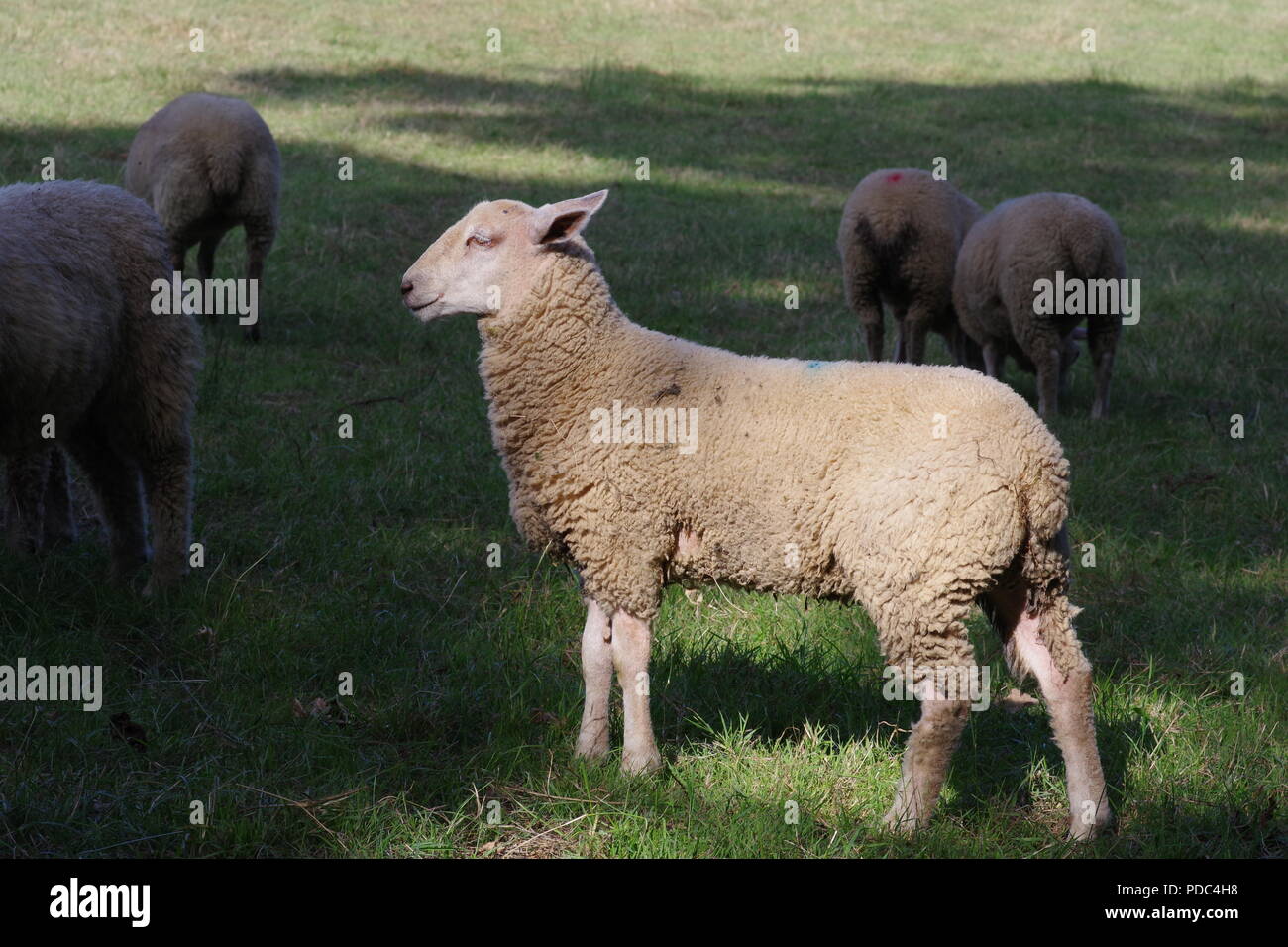 White Sheep in a Devon Pasture Field. Whitestone, Exeter, Devon, UK ...
