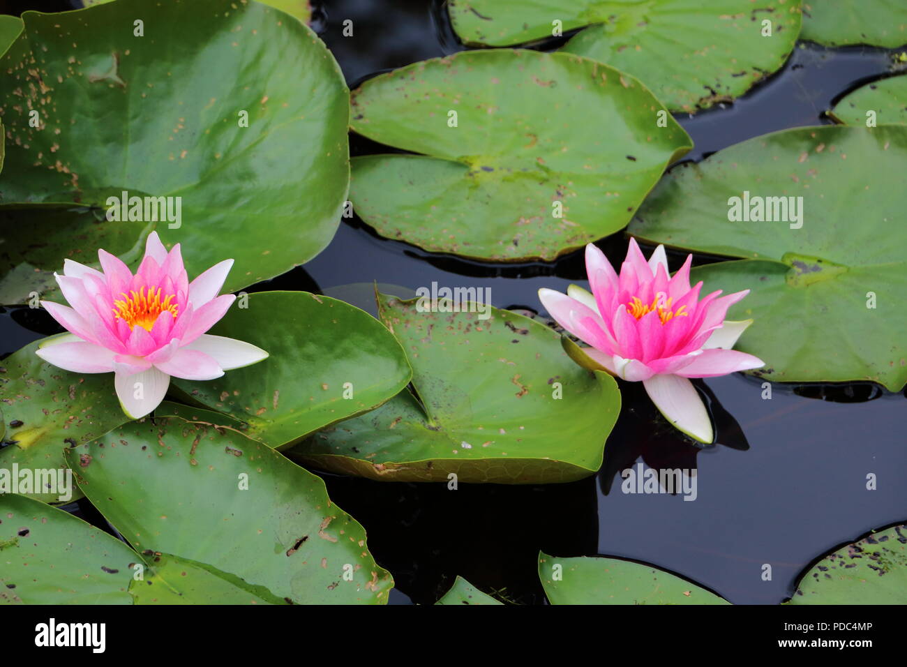 Ditch flower hi-res stock photography and images - Alamy