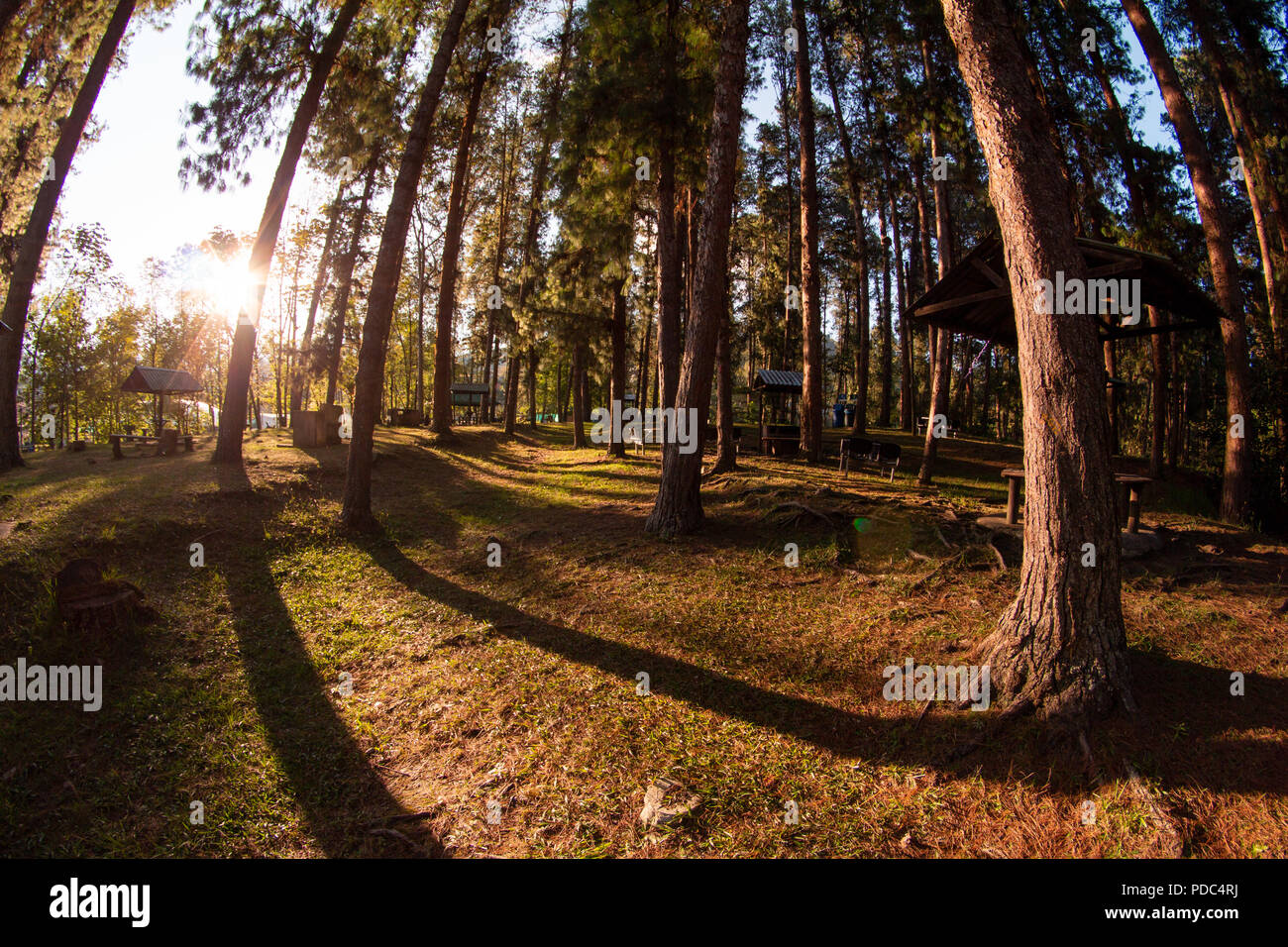 Sunset forest, summer Stock Photo - Alamy