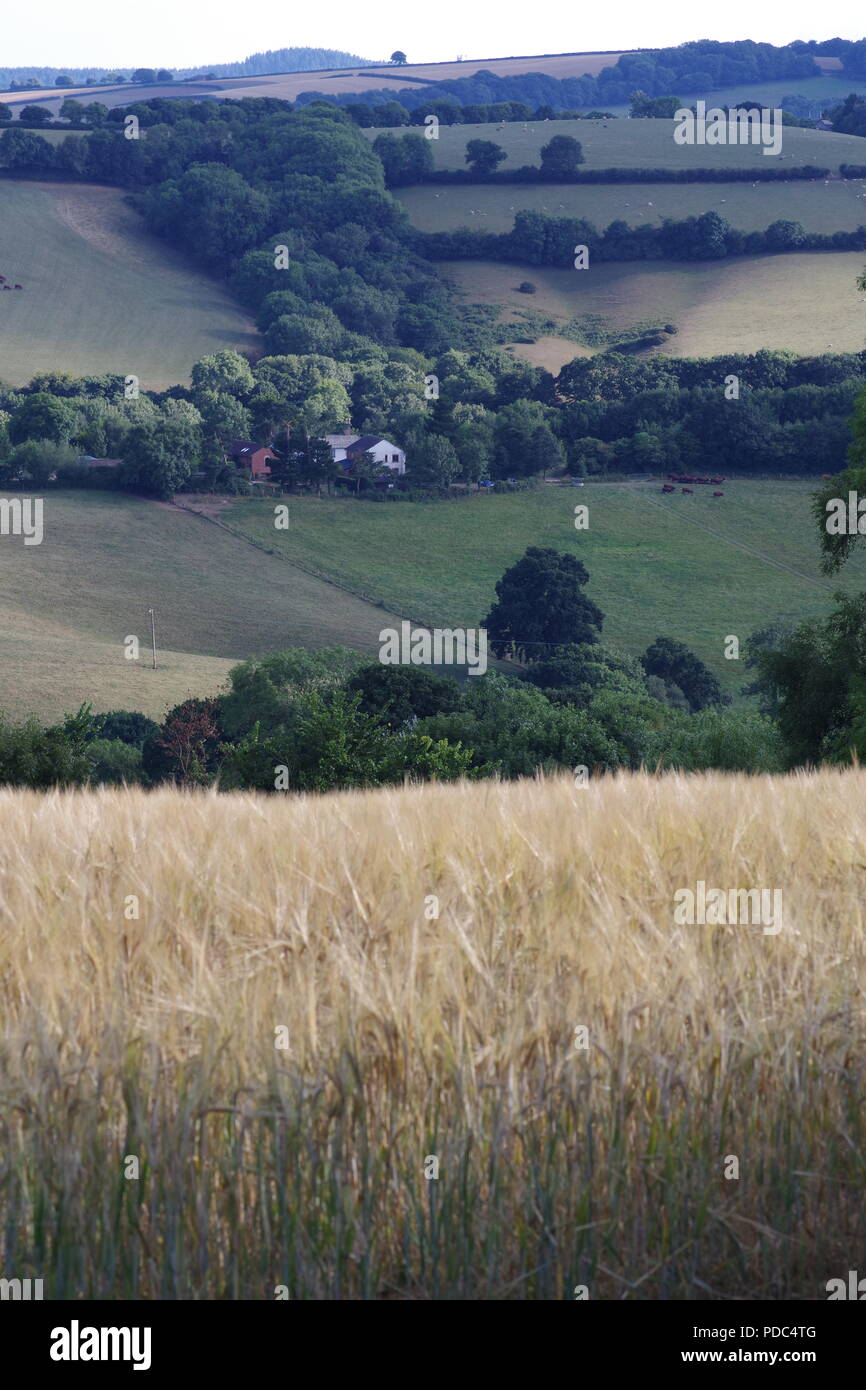 Rolling Devon Farmland. Green Patchwork Landscape of Pasture and ...