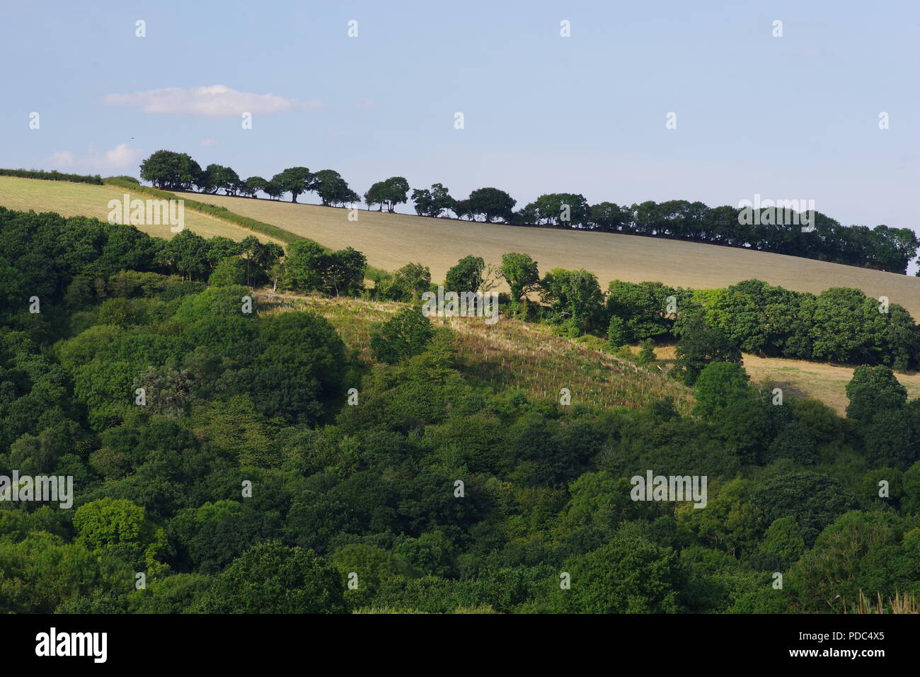 Rolling Devon Farmland. Green Patchwork Landscape of Pasture and ...