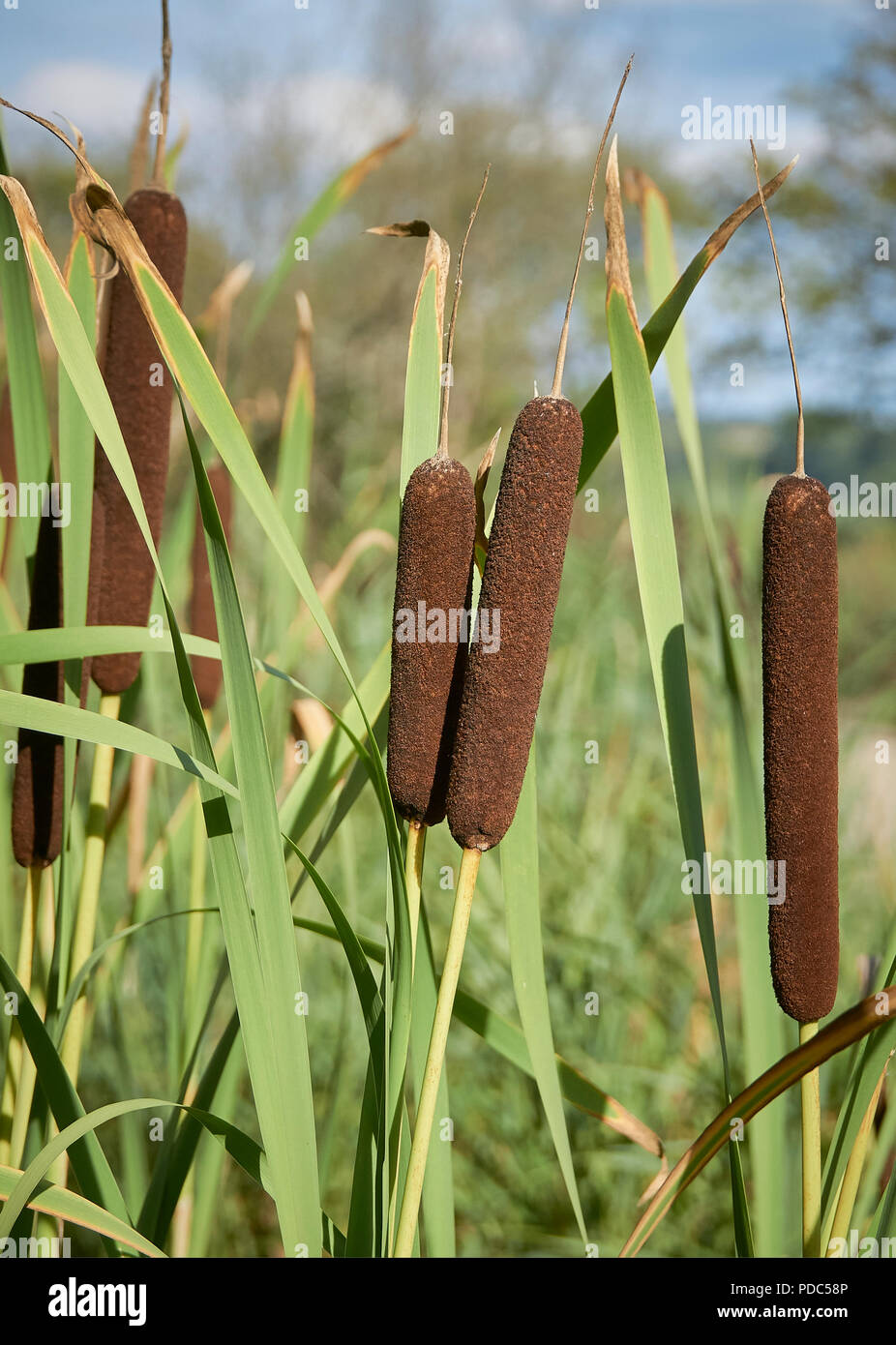 Bulrush flower hi-res stock photography and images - Alamy