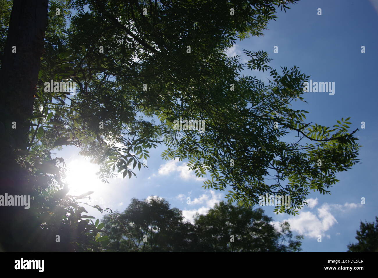 Ash Tree Branch (Fraxinus excelsior) on a Summers Day. Exeter, Devon ...