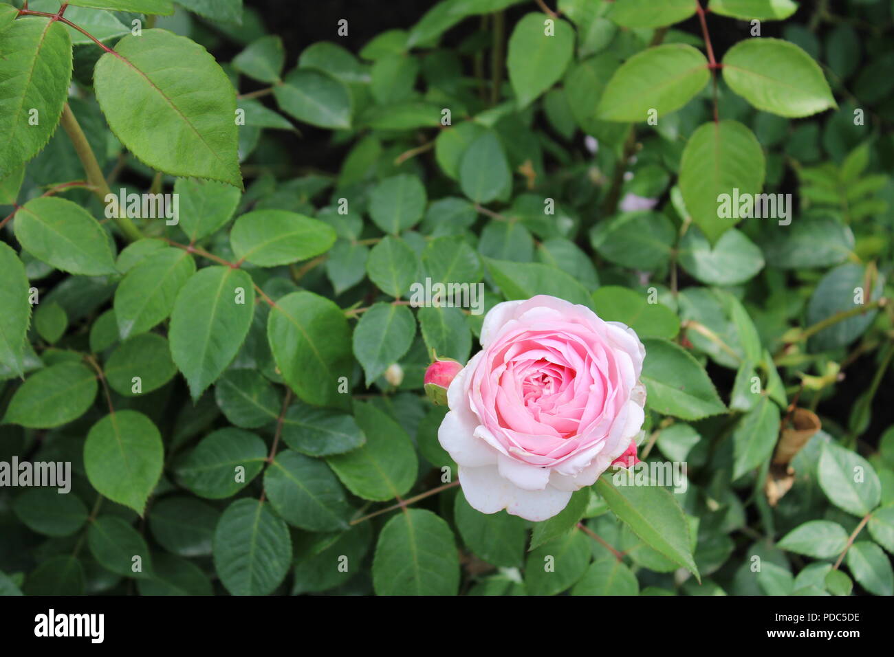 Pink English Rose on bush Stock Photo - Alamy