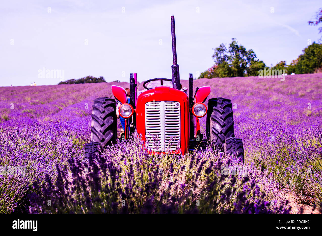 Beautiful lavender field with purple flowers all around and a red ...