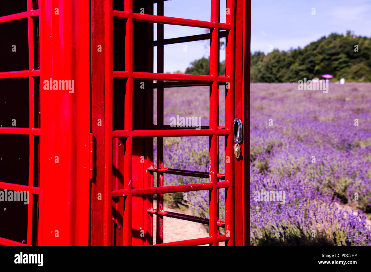 Lavender Field with bloomed Lavender flowers showing rich purple ...
