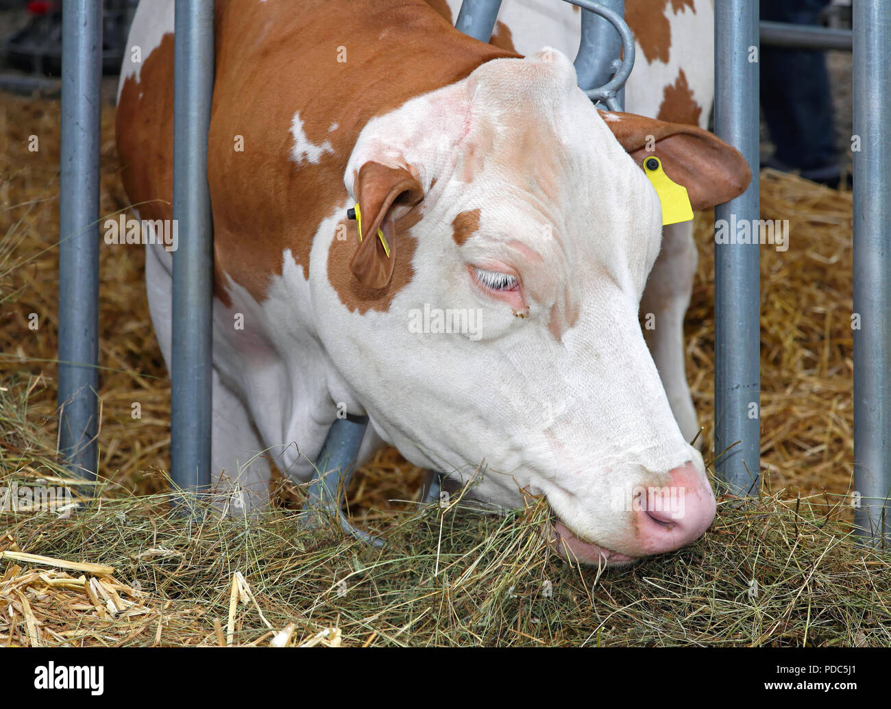 Cow eating hay in farm barn Stock Photo - Alamy