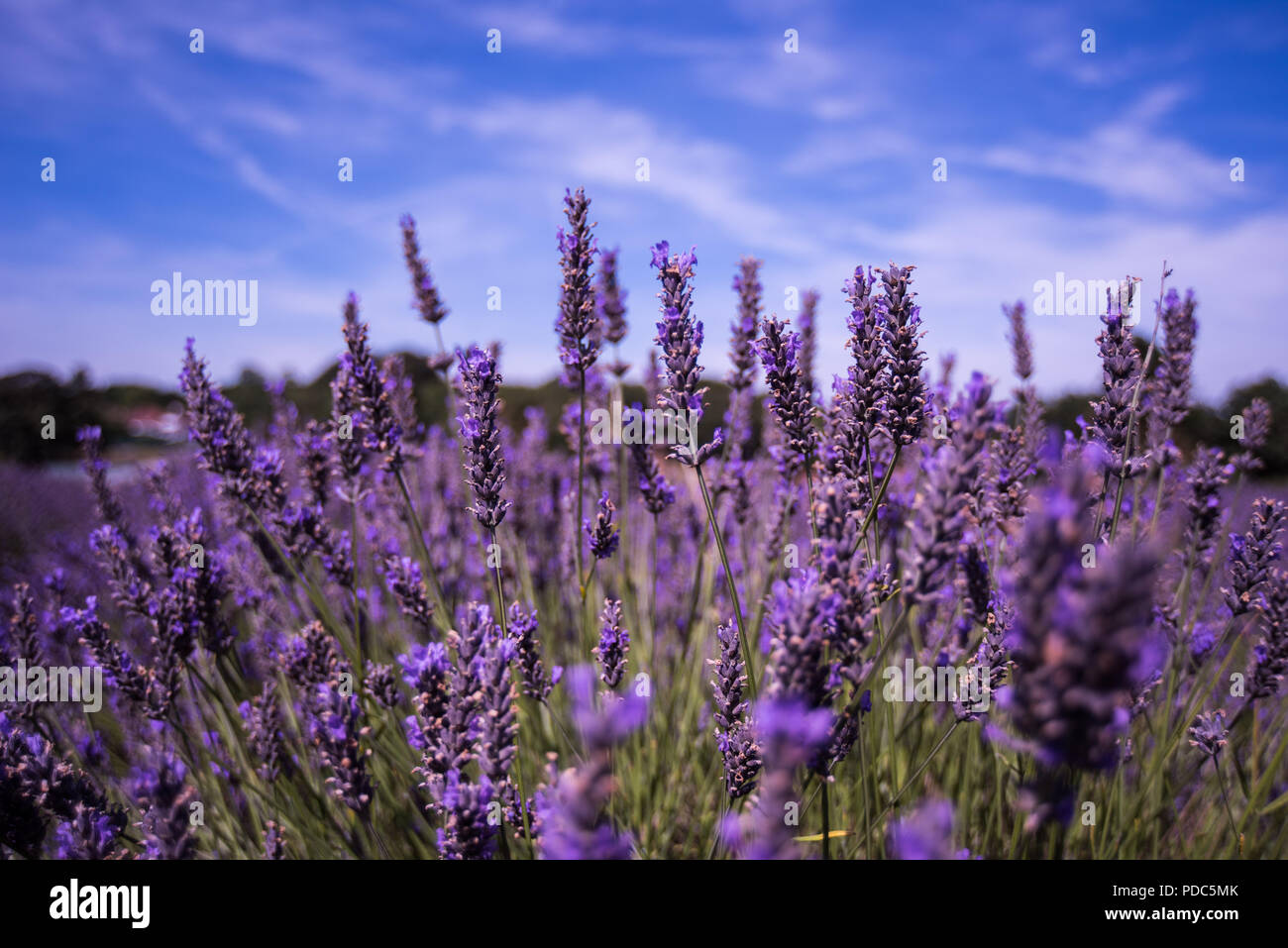 Lavender Field with bloomed Lavender flowers showing rich purple ...