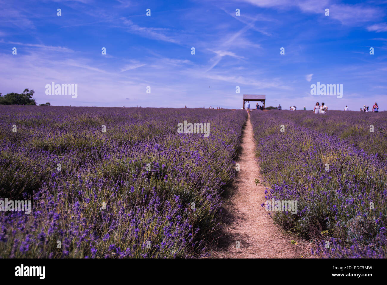 Lavender Field with bloomed Lavender flowers showing rich purple ...