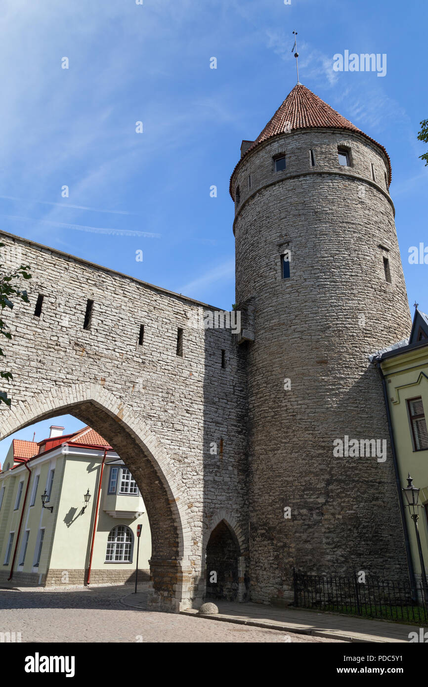 Gate, medieval city wall (or Town Wall or Walls of Tallinn) and a tower ...
