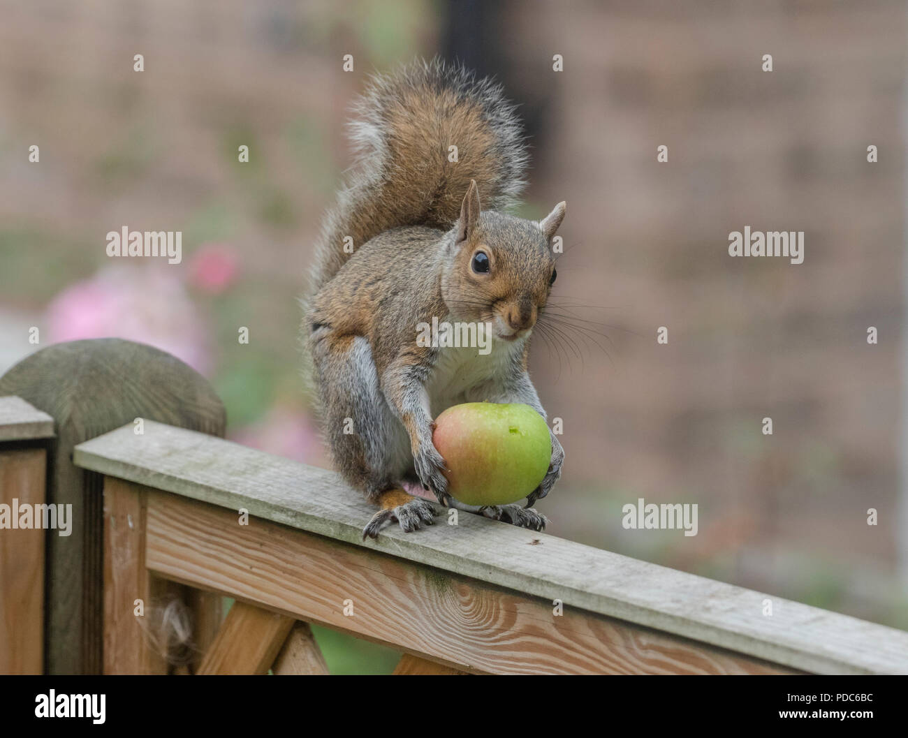Gray squirrel teeth hi-res stock photography and images - Alamy