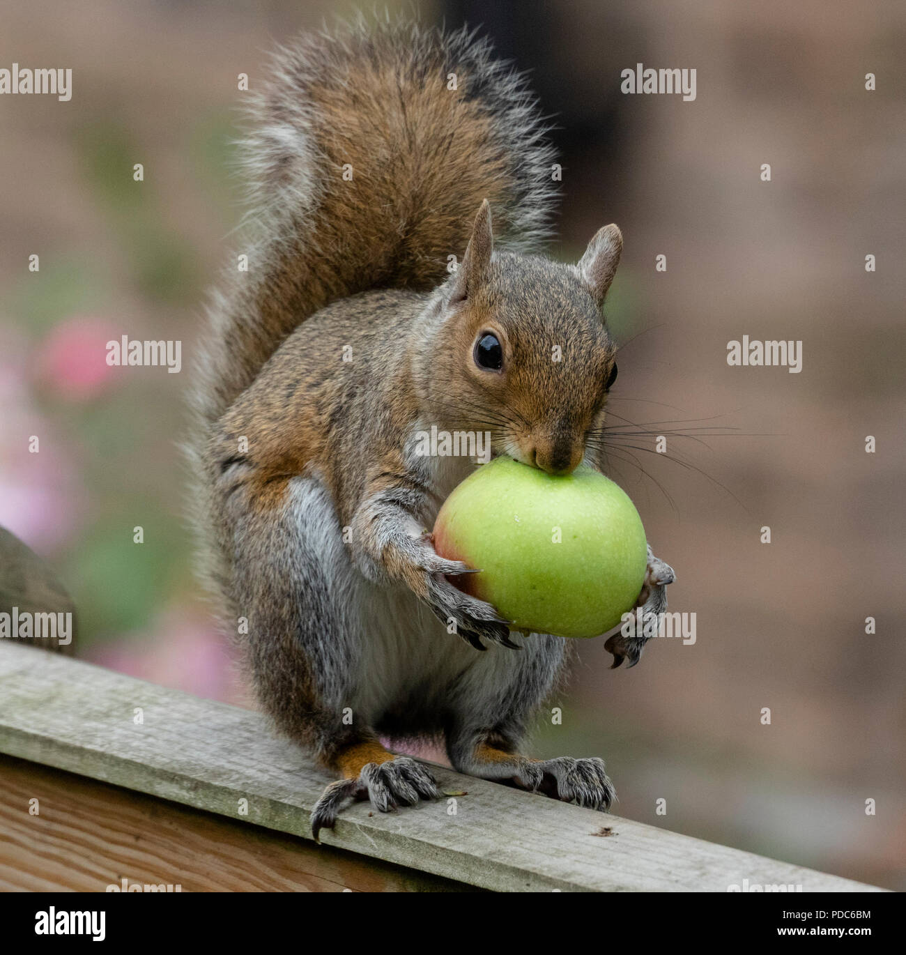 Gray squirrel teeth hi-res stock photography and images - Alamy
