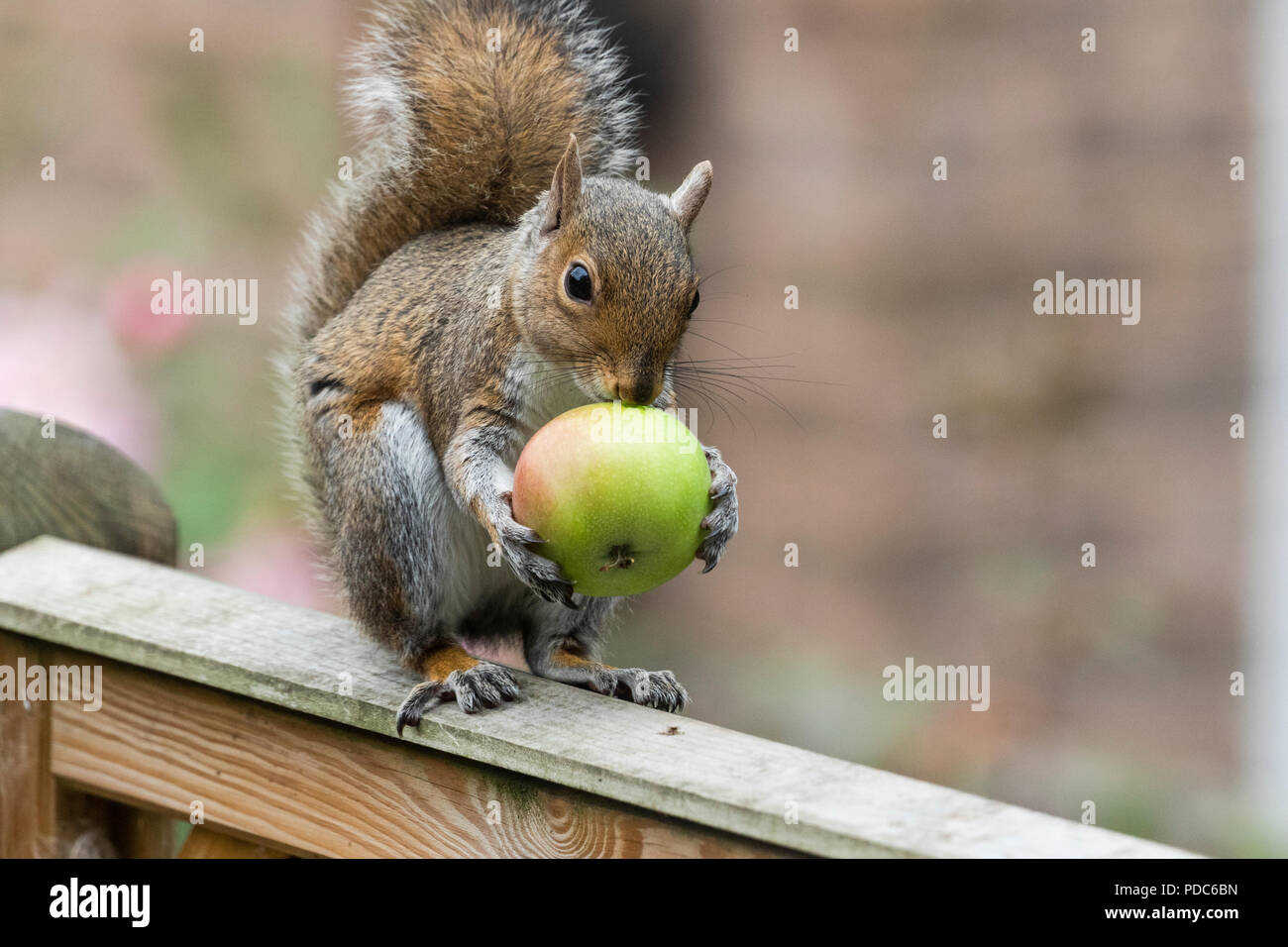 A grey squirrel (UK) with an apple Stock Photo - Alamy