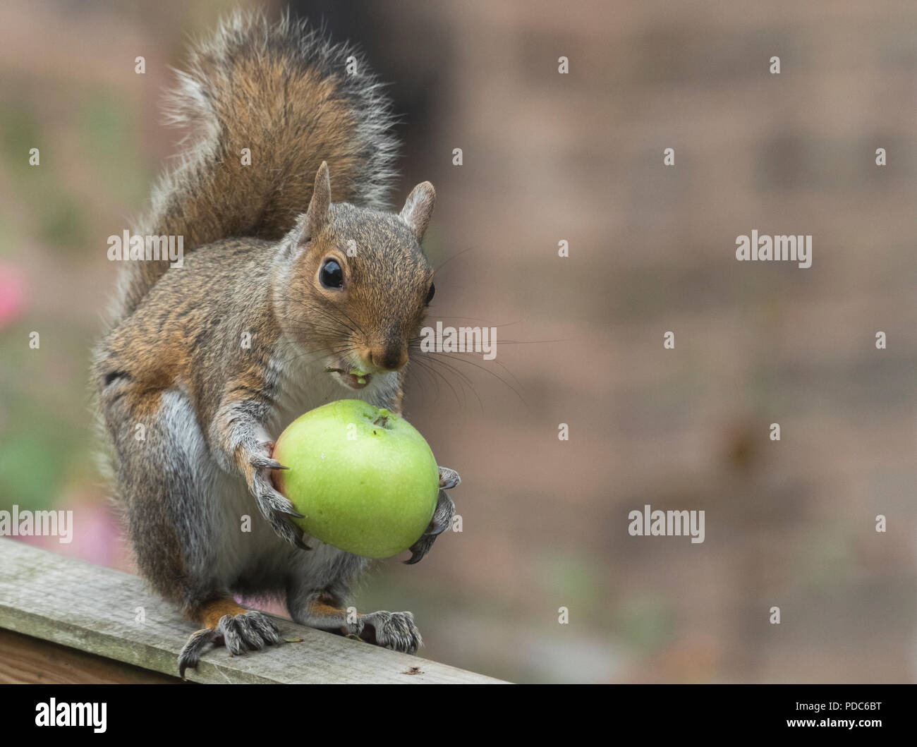 Gray squirrel teeth hi-res stock photography and images - Alamy