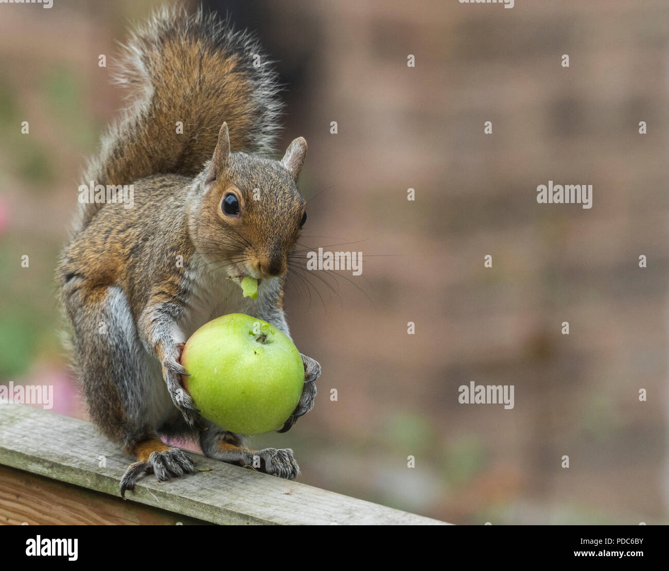 A grey squirrel (UK) with an apple Stock Photo - Alamy