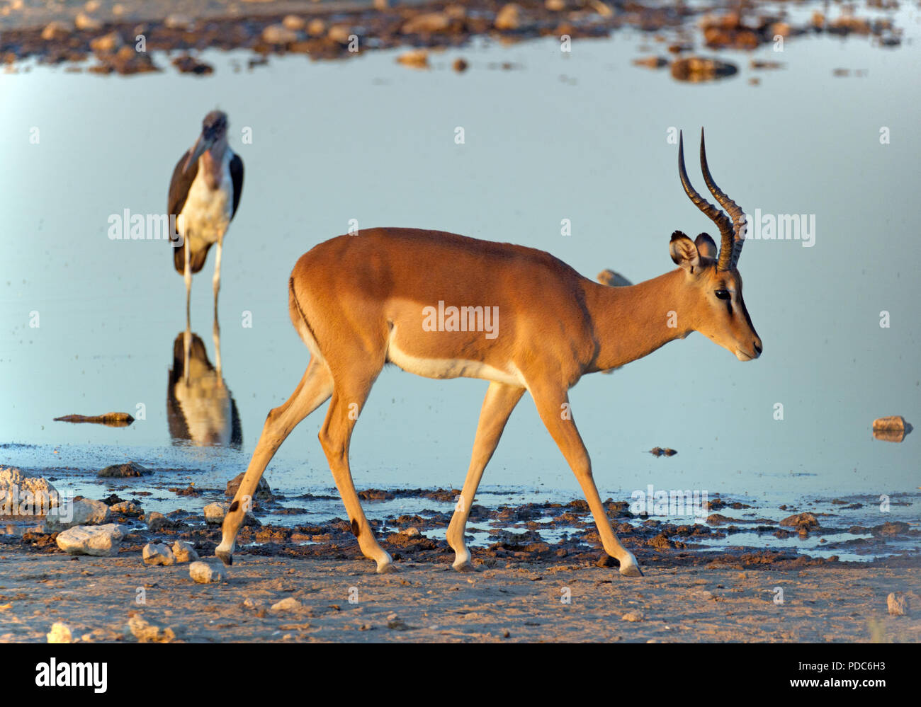 Male black-faced impala (Aepyceros melampus petersi) by a waterhole ...